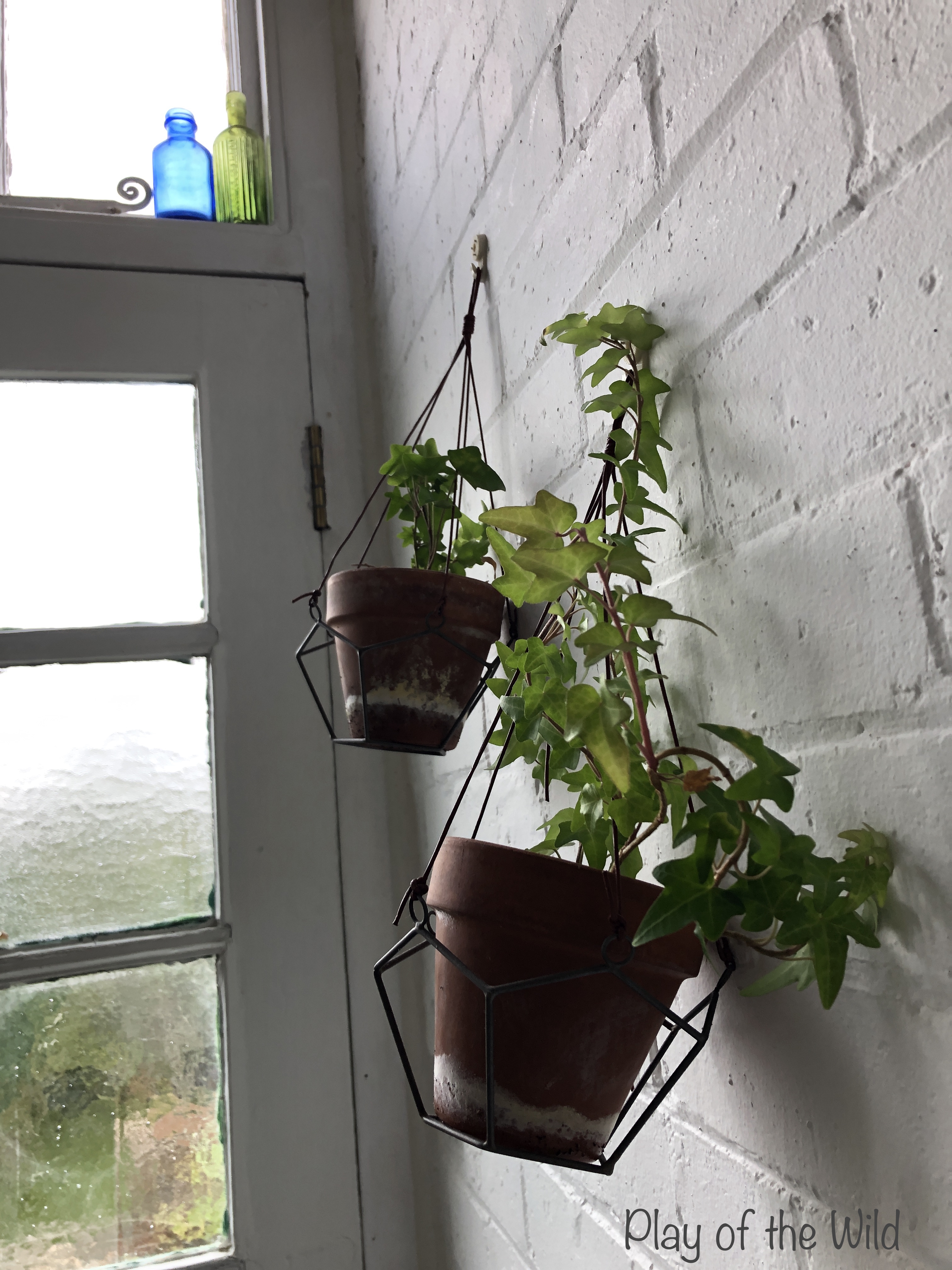 Best Plants for Classroom Learning – Play of the Wild