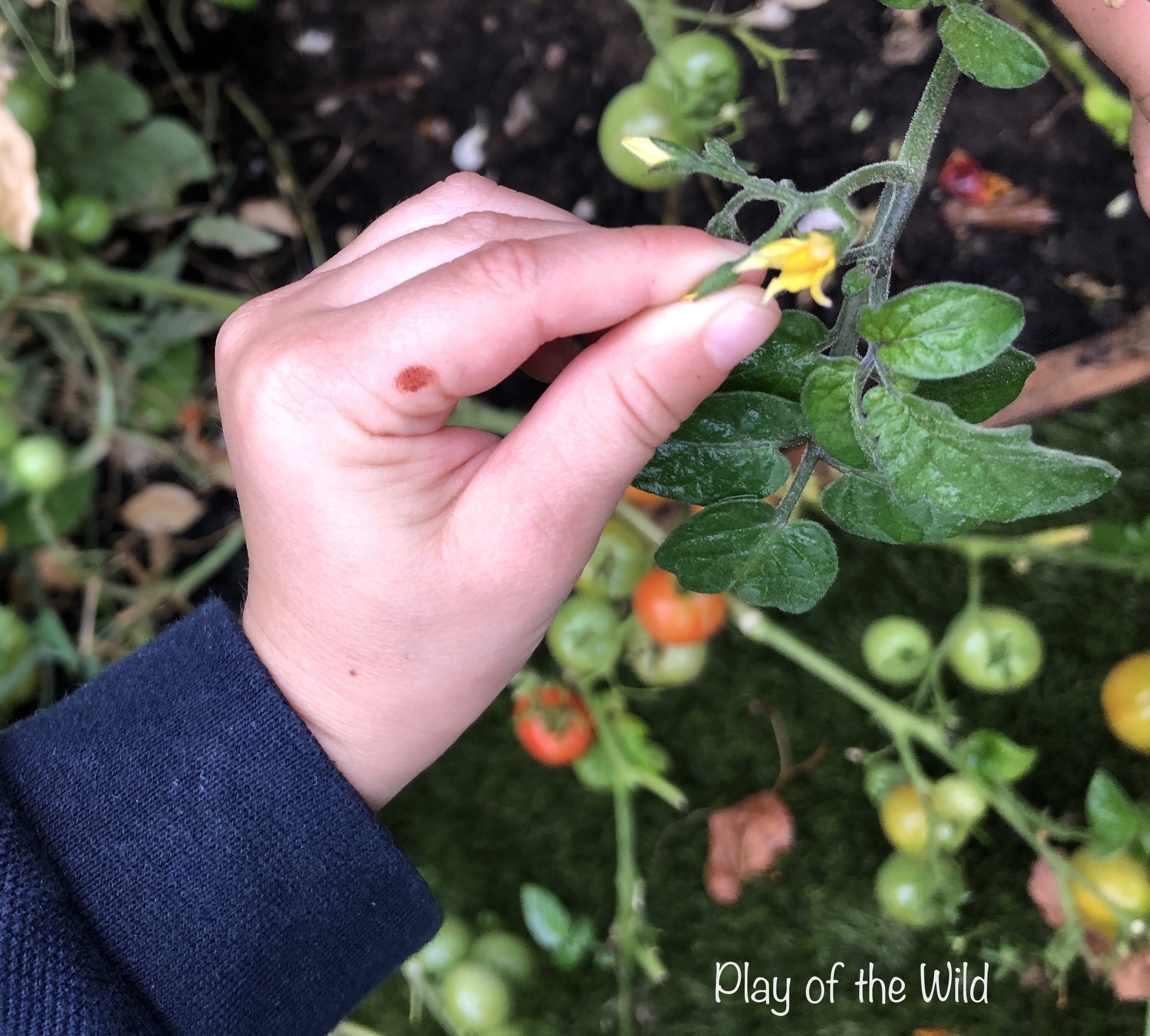 Growing Tomatoes with Children – Play of the Wild